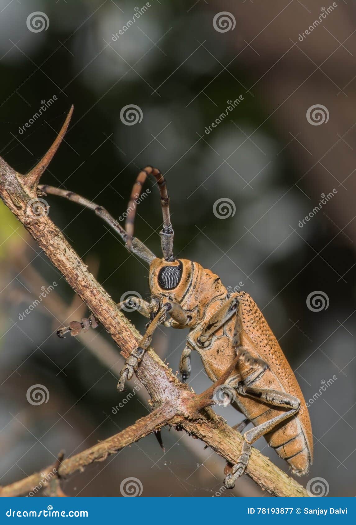 Long Horned beetle stock image. Image of insect, tree - 78193877