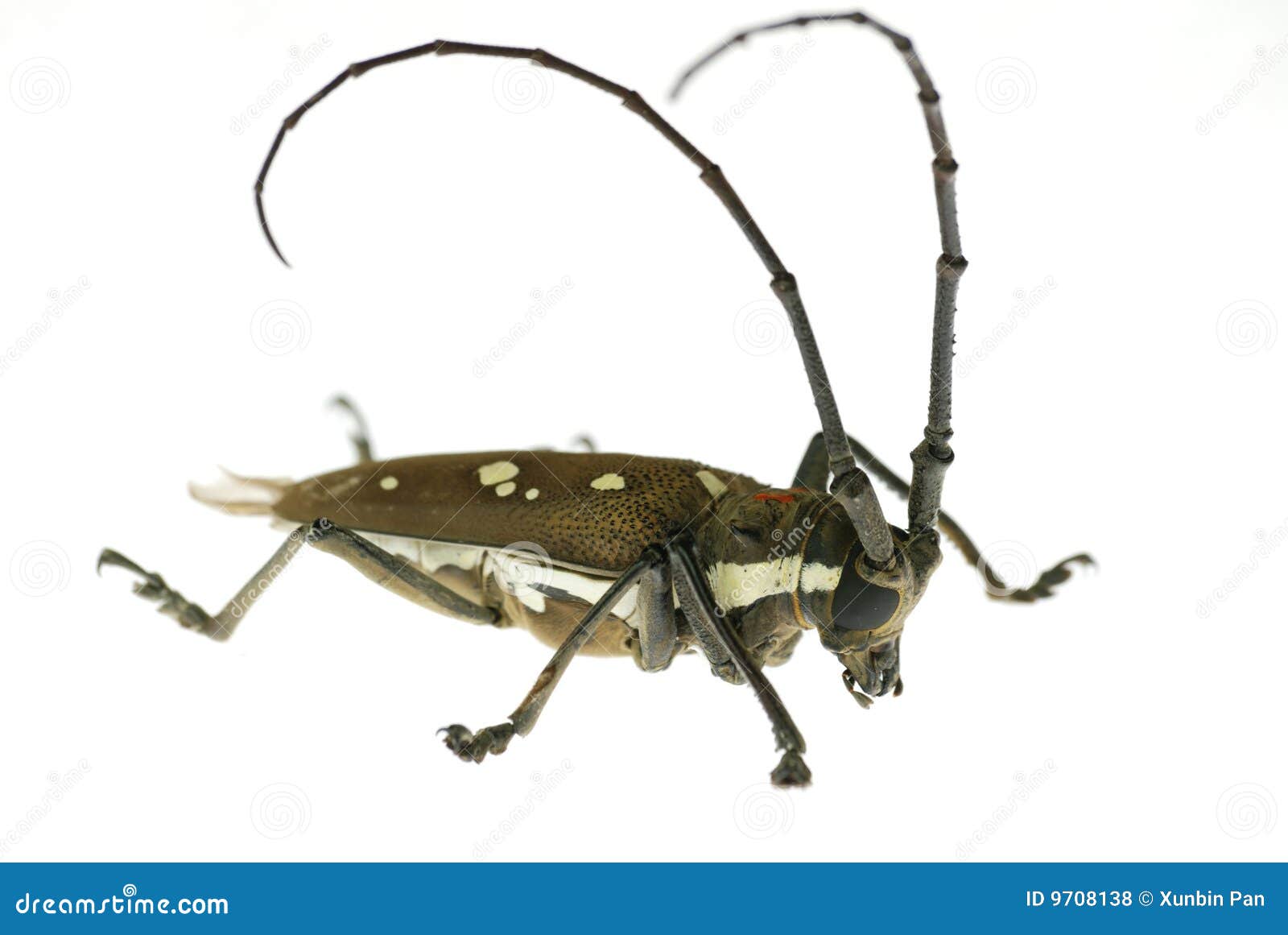 Long-horned Beetle in White Stock Photo - Image of fauna, insect: 9708138