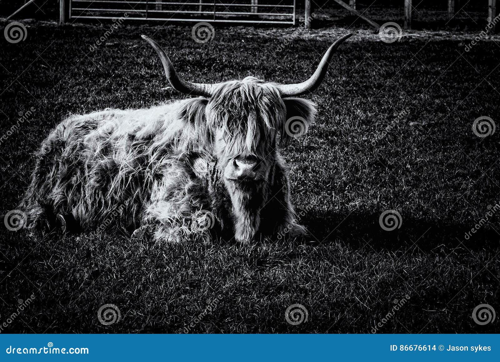 Long Horned Bull Laying Down Stock Photo - Image of calf, cows: 86676614