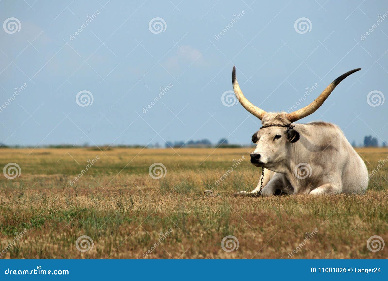 Long horned cattle stock photo. Image of field, sits - 11001826