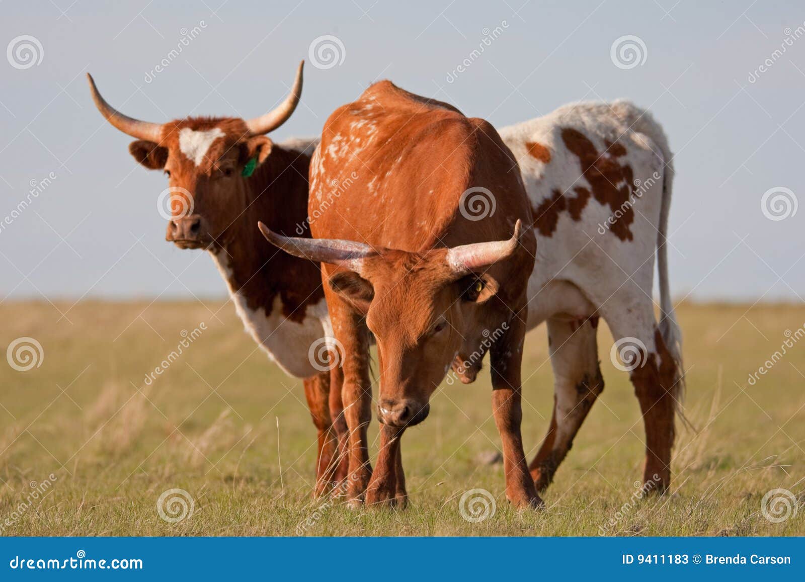 Long-Horned Cattle stock image. Image of brown, mammal - 9411183