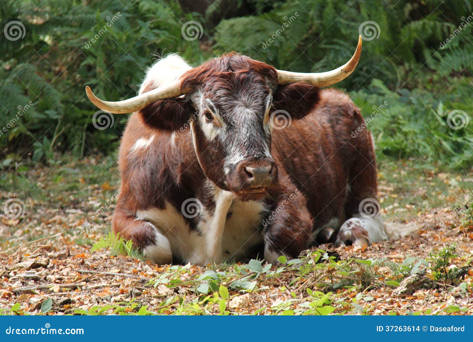 Long Horned Cattle. stock photo. Image of rural, white - 37263614