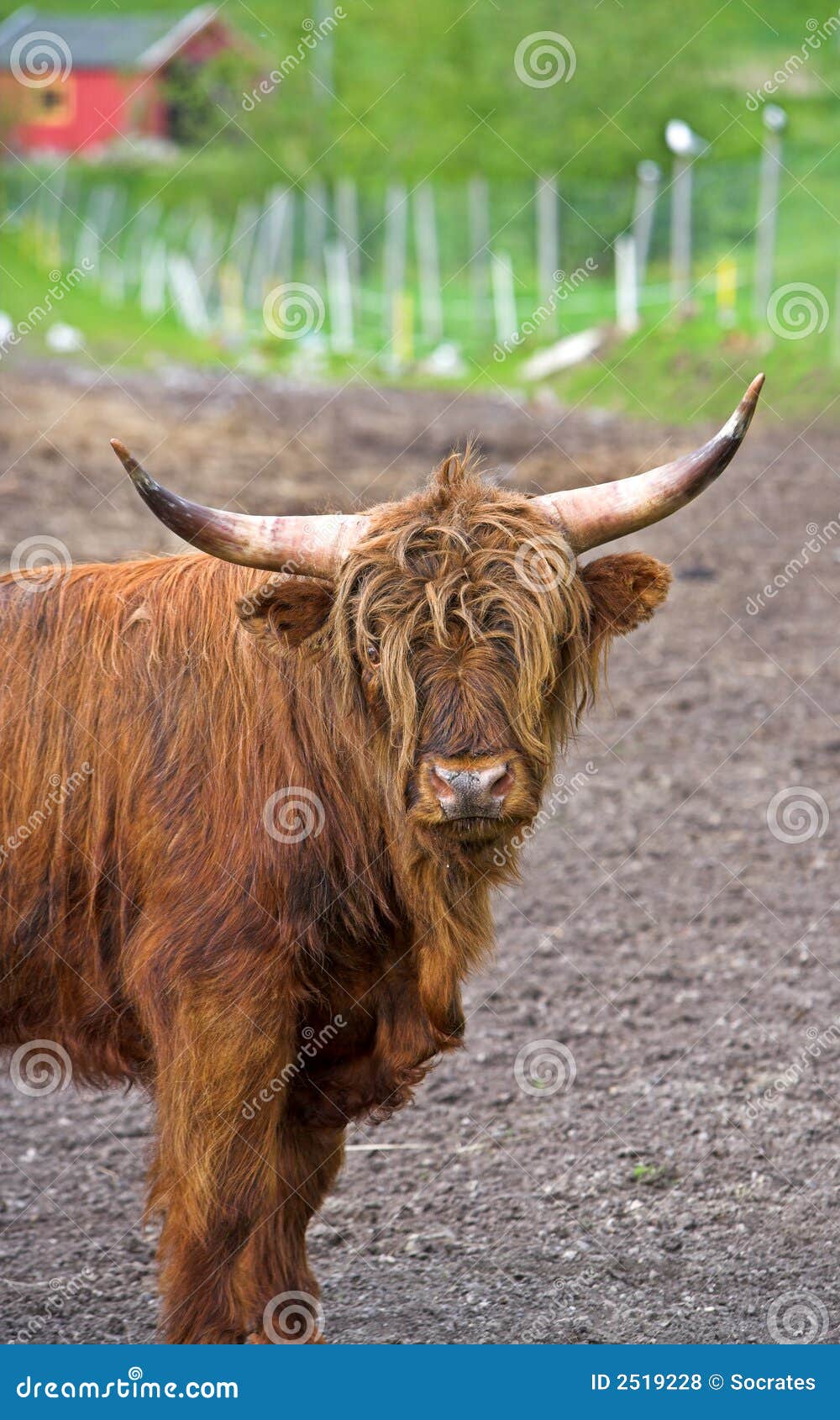 Long horned cow stock photo. Image of horned, cattle, details - 2519228