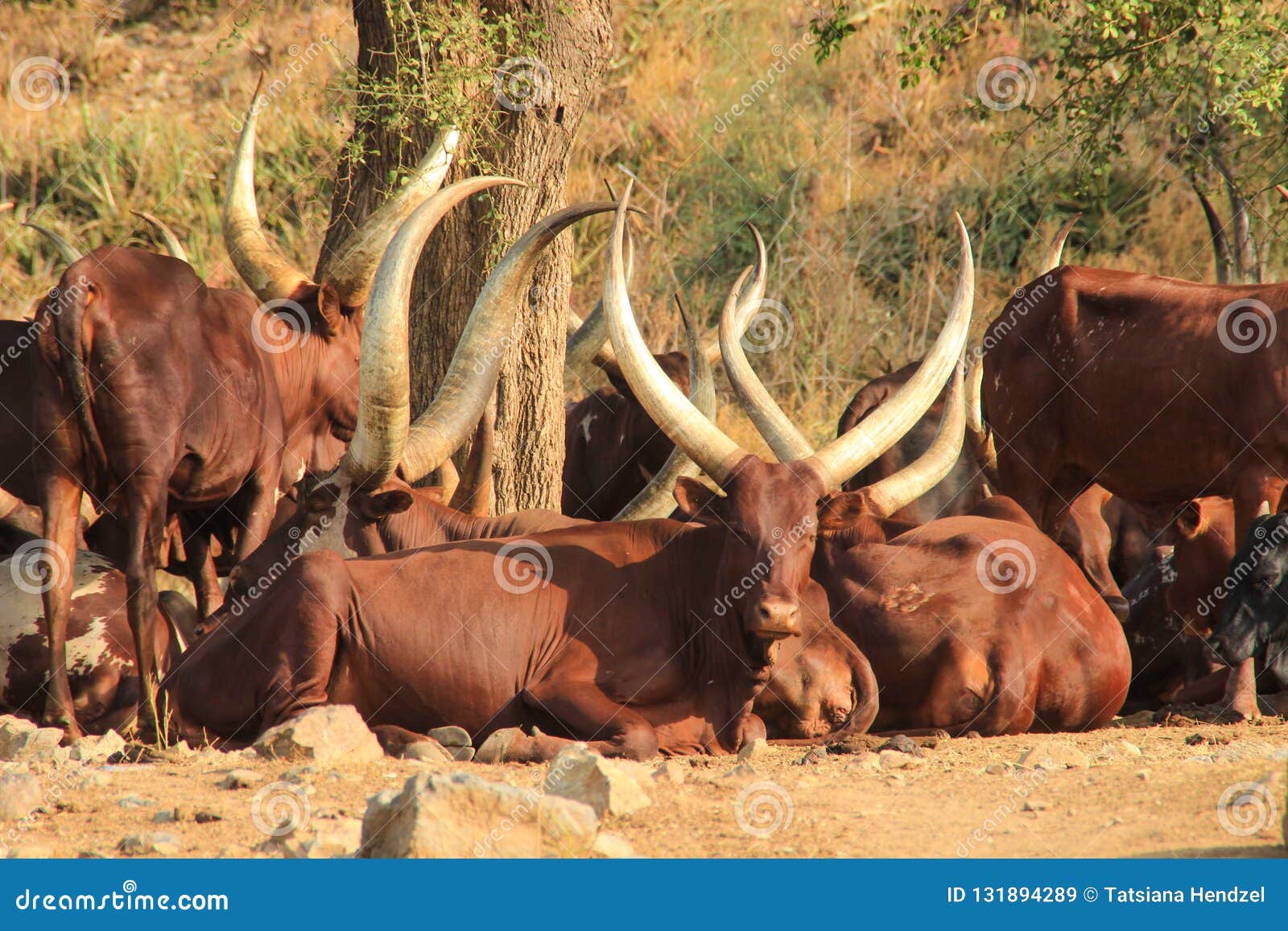 Long horned Cows in Uganda stock image. Image of landscape - 131894289