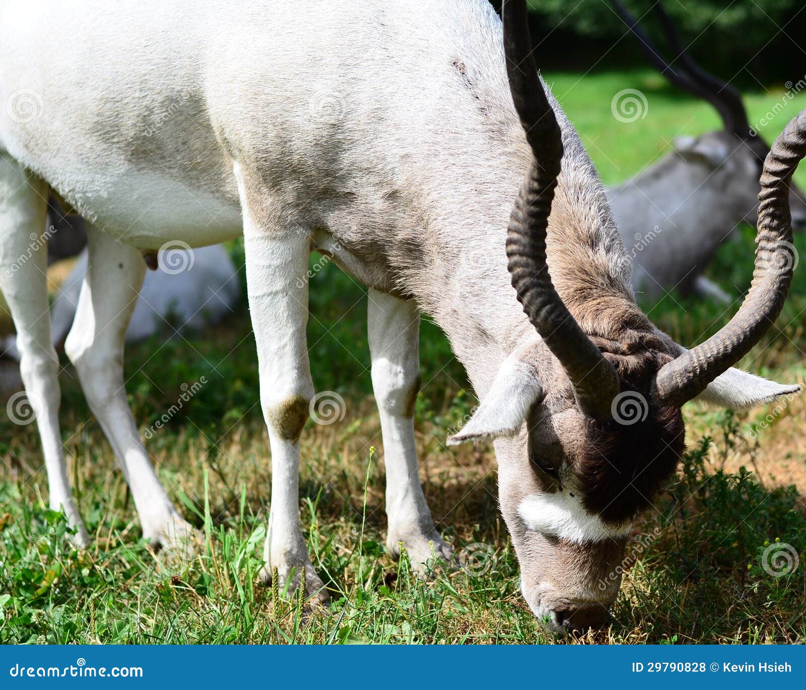 Horned Deer Standing Outdoors Stock Photo | CartoonDealer.com #141416808
