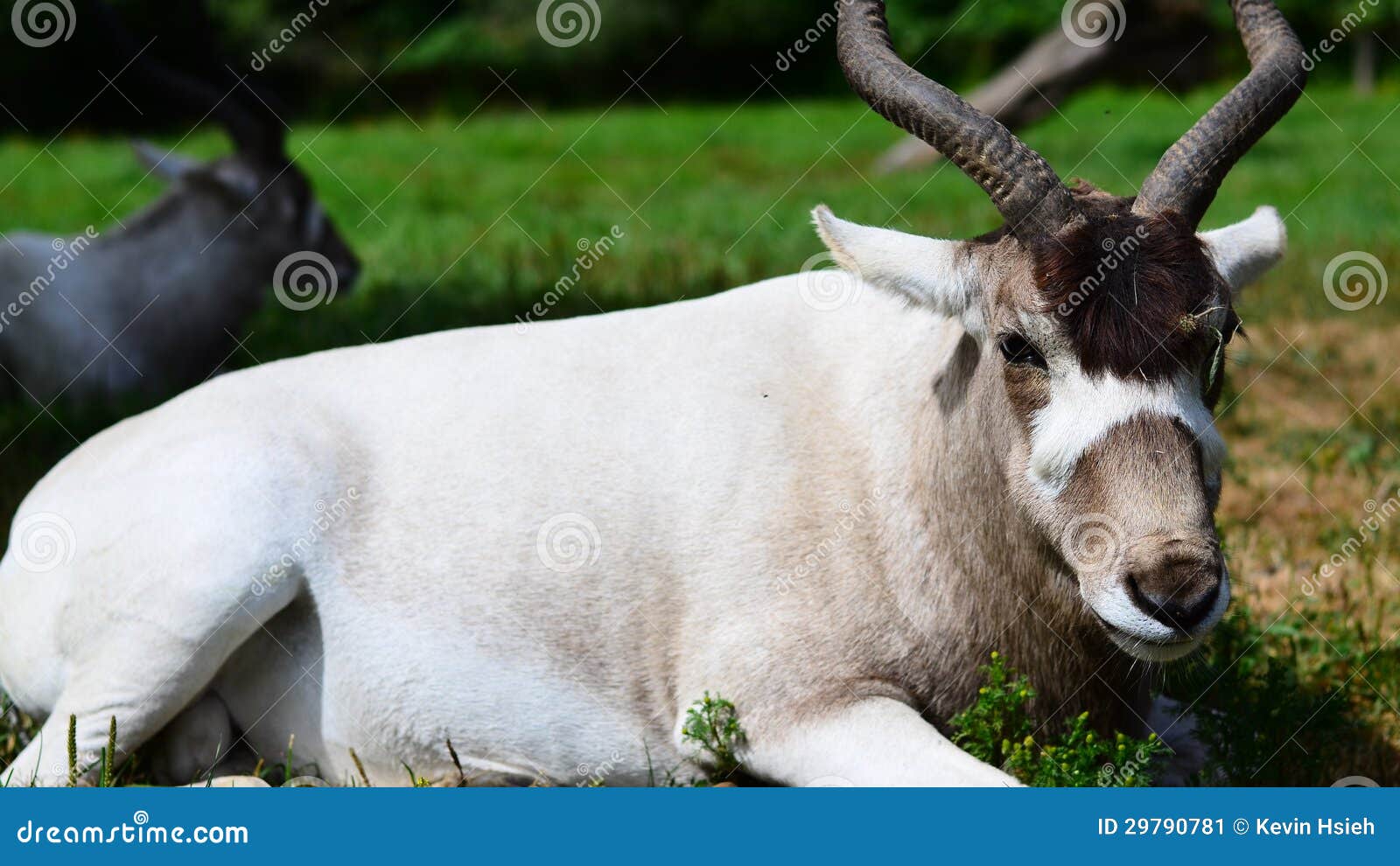 Long horned deer stock image. Image of africa, african - 29790781