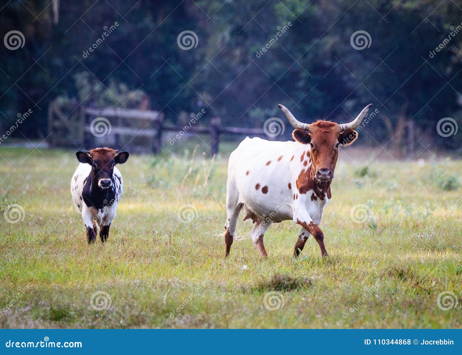 Long Horned Florida Cracker Cattle Stock Photo - Image of cracker, head ...