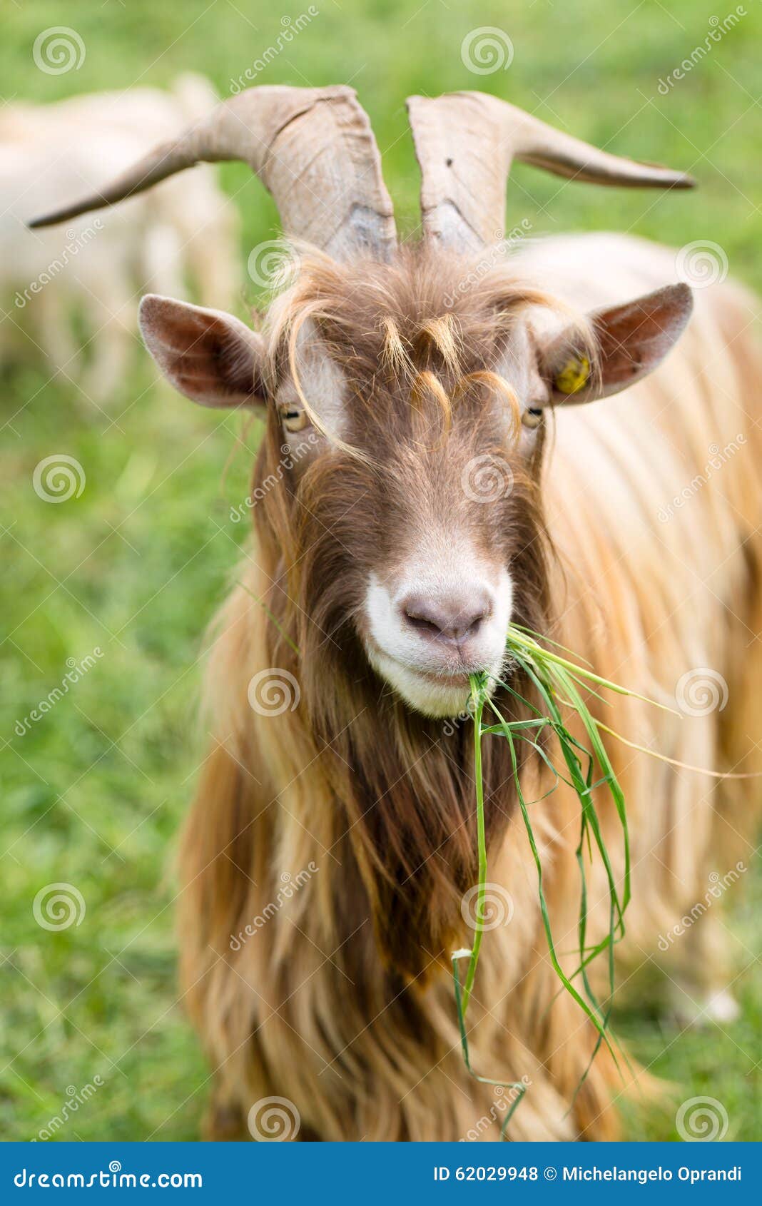 Long-horned Goat Eating Grass Stock Photo - Image of hair, farming ...