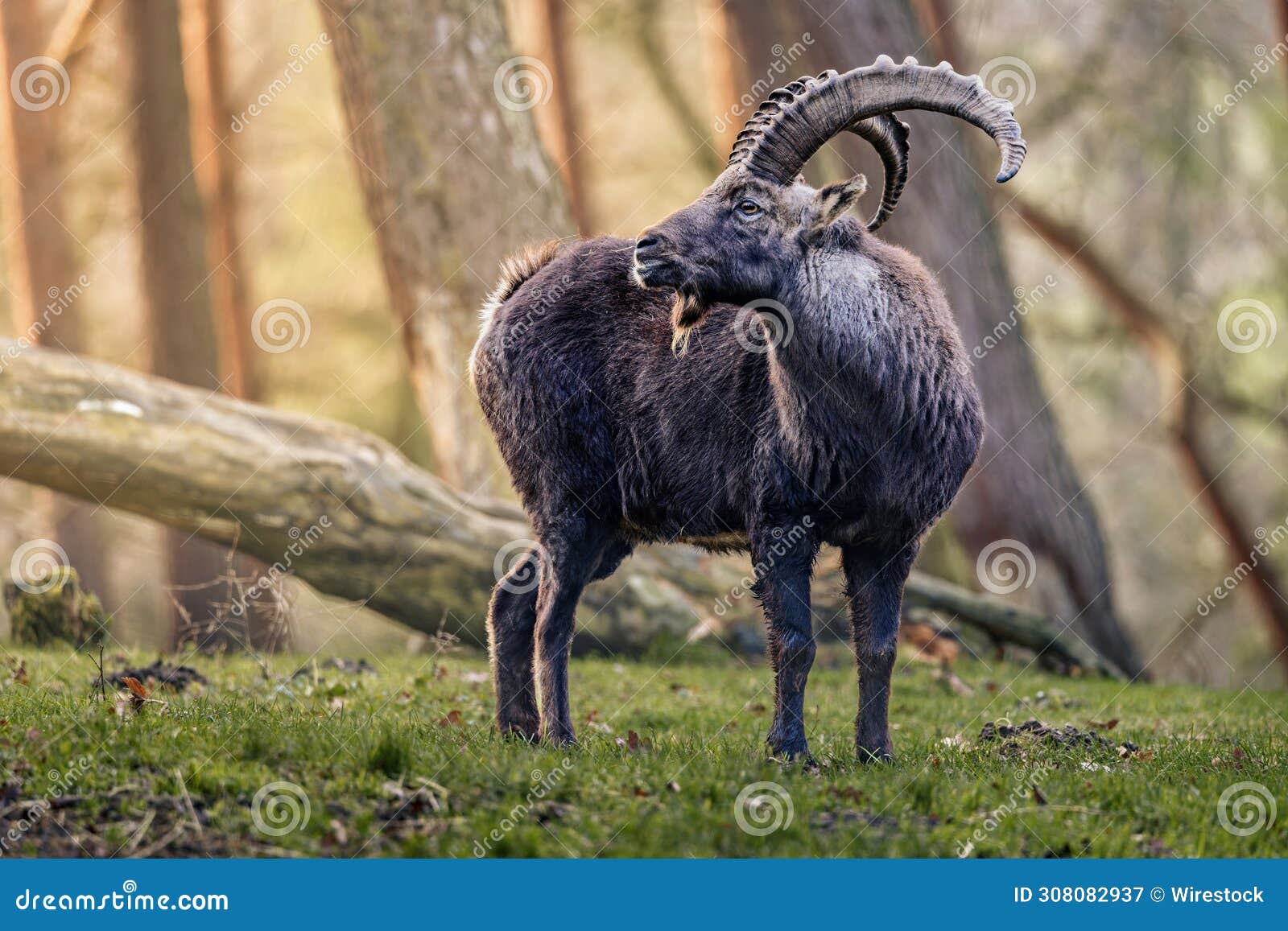 Long-horned Goat in a Grassy Field by Tree Branches Stock Image - Image ...