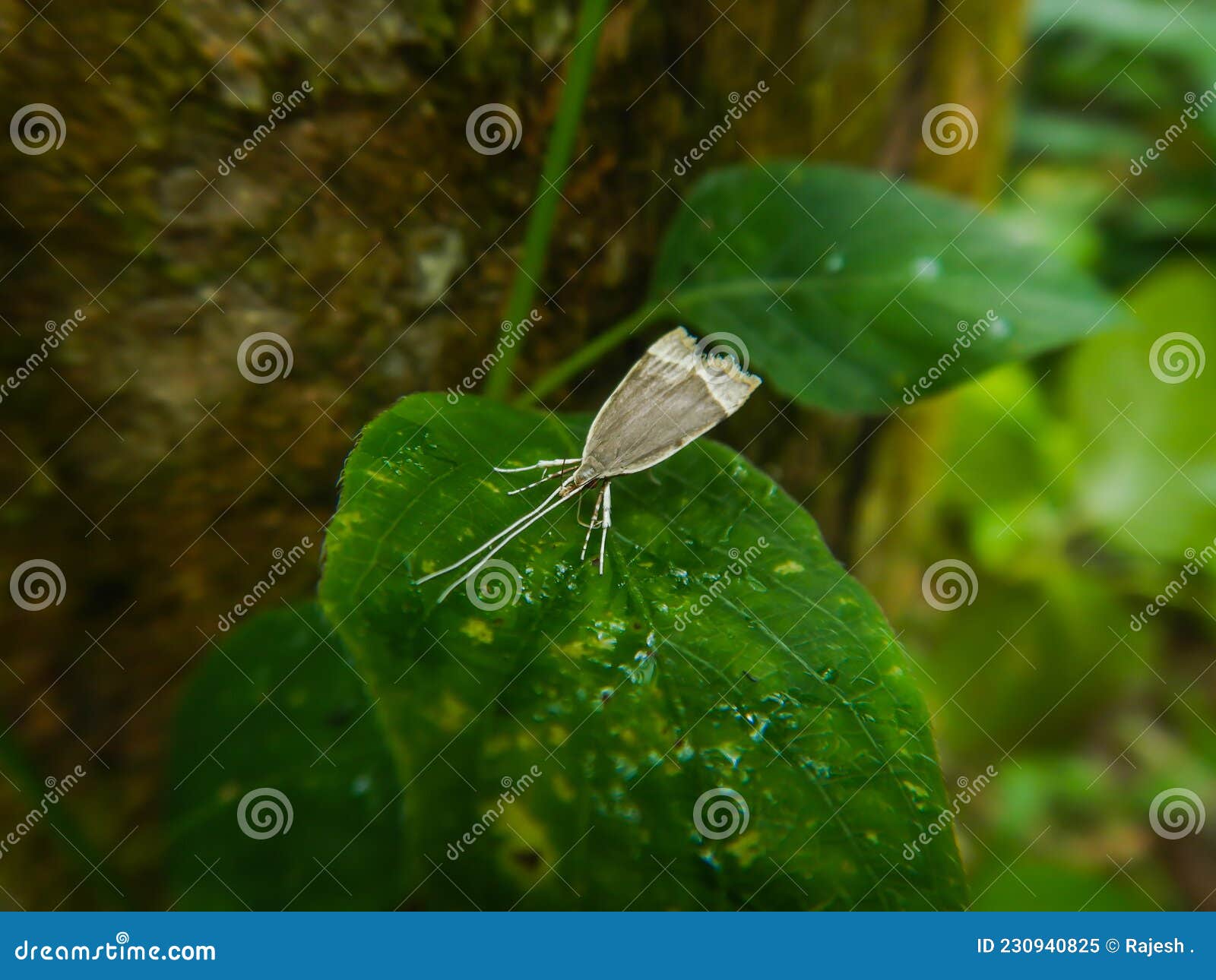 A Long Horned Moth Sitting on a Green Leaf Stock Image - Image of ...