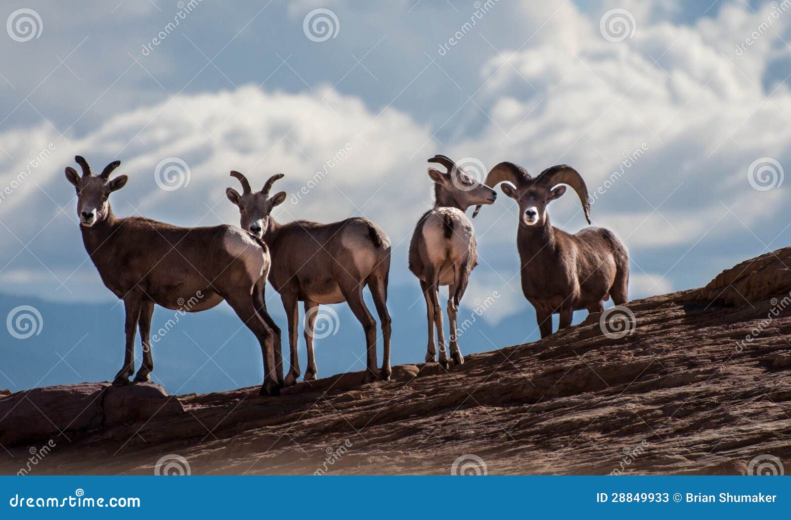 Long horned sheep stock image. Image of sheep, agriculture - 28849933
