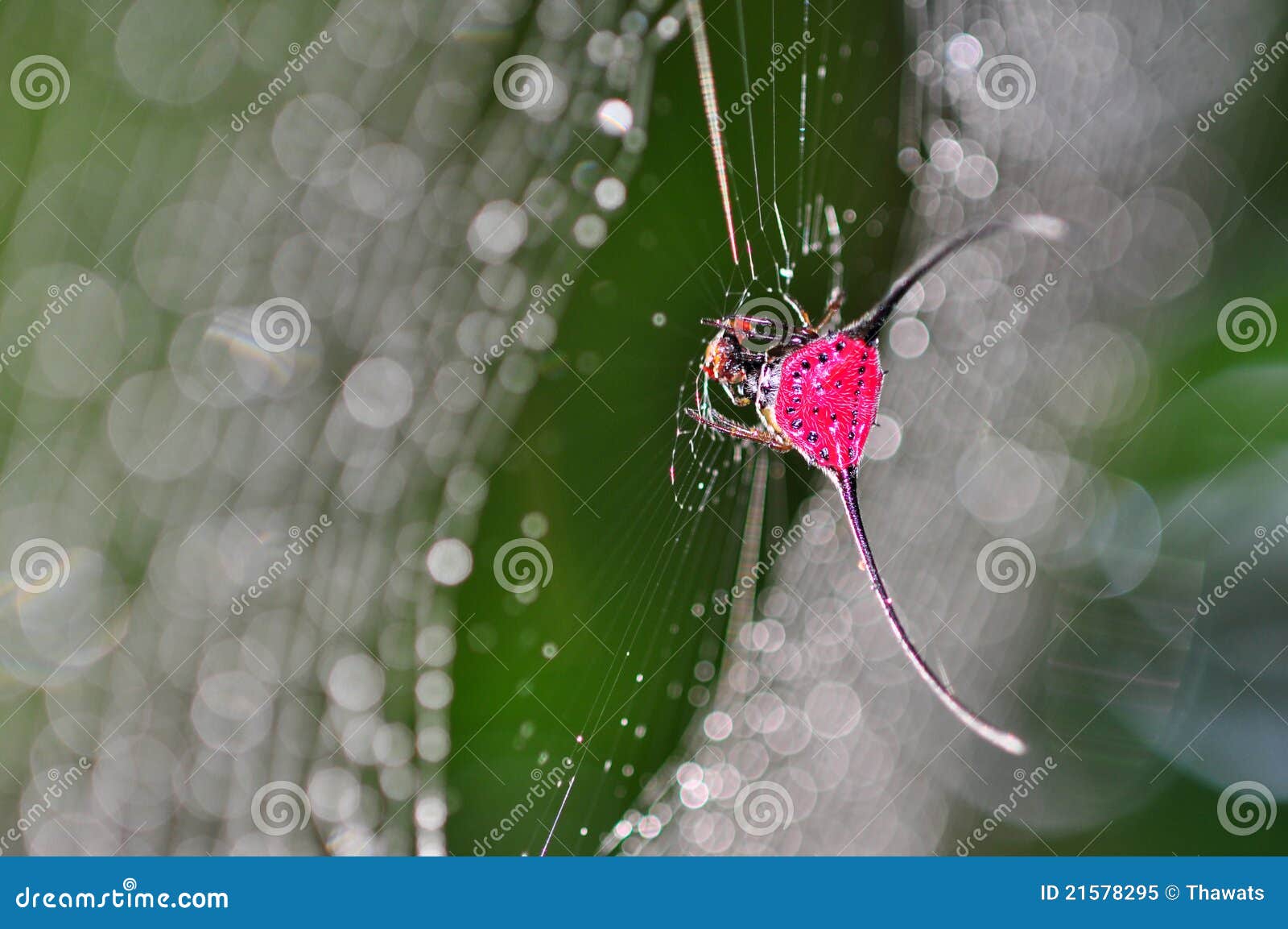 Long-horned spiny spider stock image. Image of black - 21578295