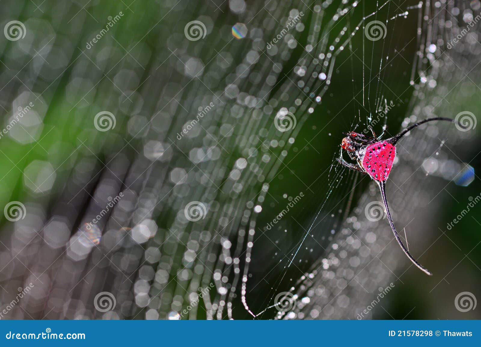Long-horned spiny spider stock photo. Image of beauty - 21578298