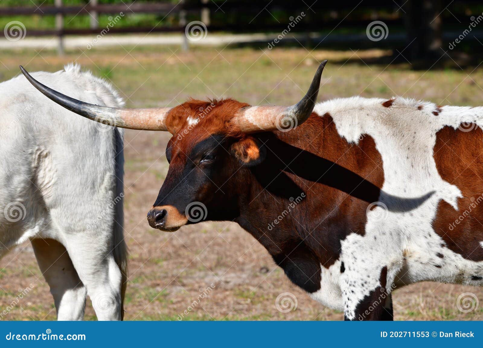 Long Horned Steer Profile Shot Stock Image - Image of sheep, bull ...