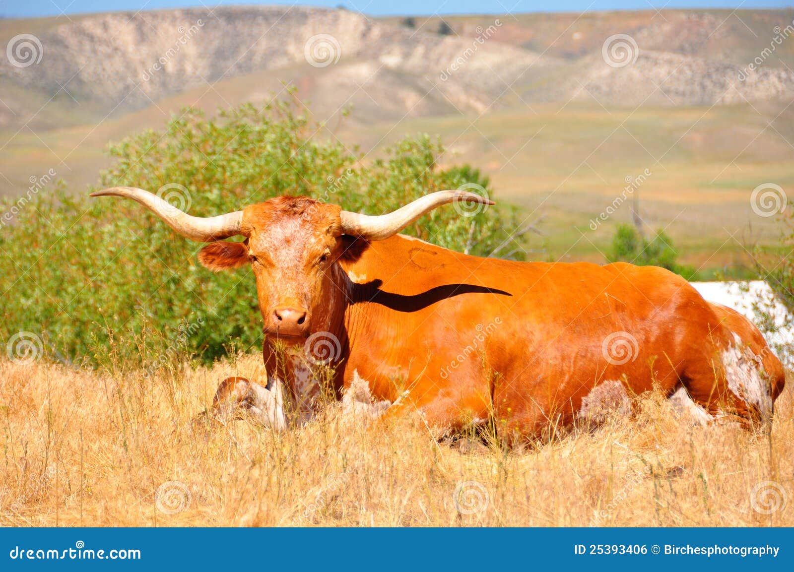 Long horns stock photo. Image of ranch, strength, horns - 25393406
