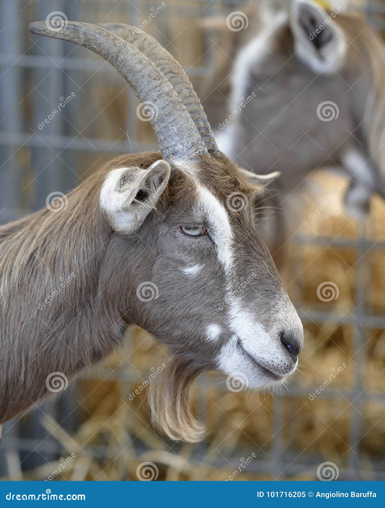 Goat stock image. Image of portrait, domestic, horns - 101716205