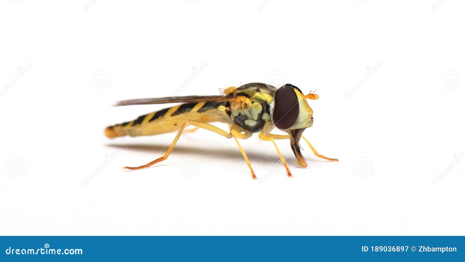 A Long Hoverfly Sphaerophoria Scripta Stock Image - Image of close ...