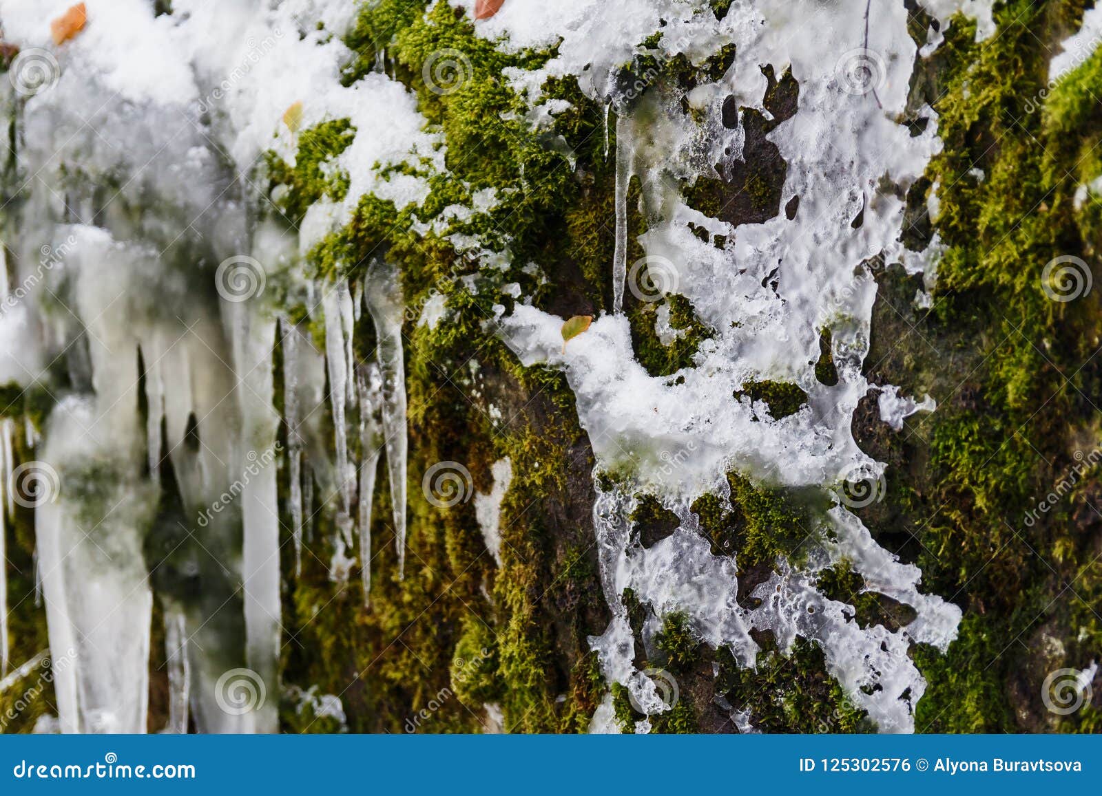 Long Icicles Hang Down on the Rocks Stock Photo - Image of green ...
