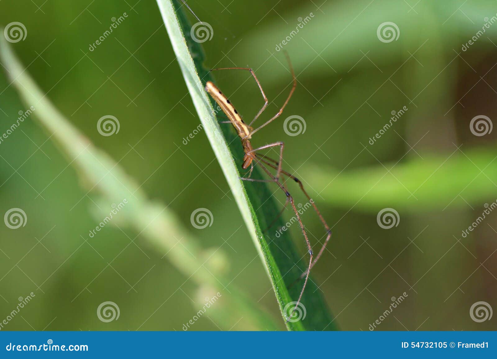 Long-jawed Orb Weaver Spider Stock Image - Image of enlongate, natural ...