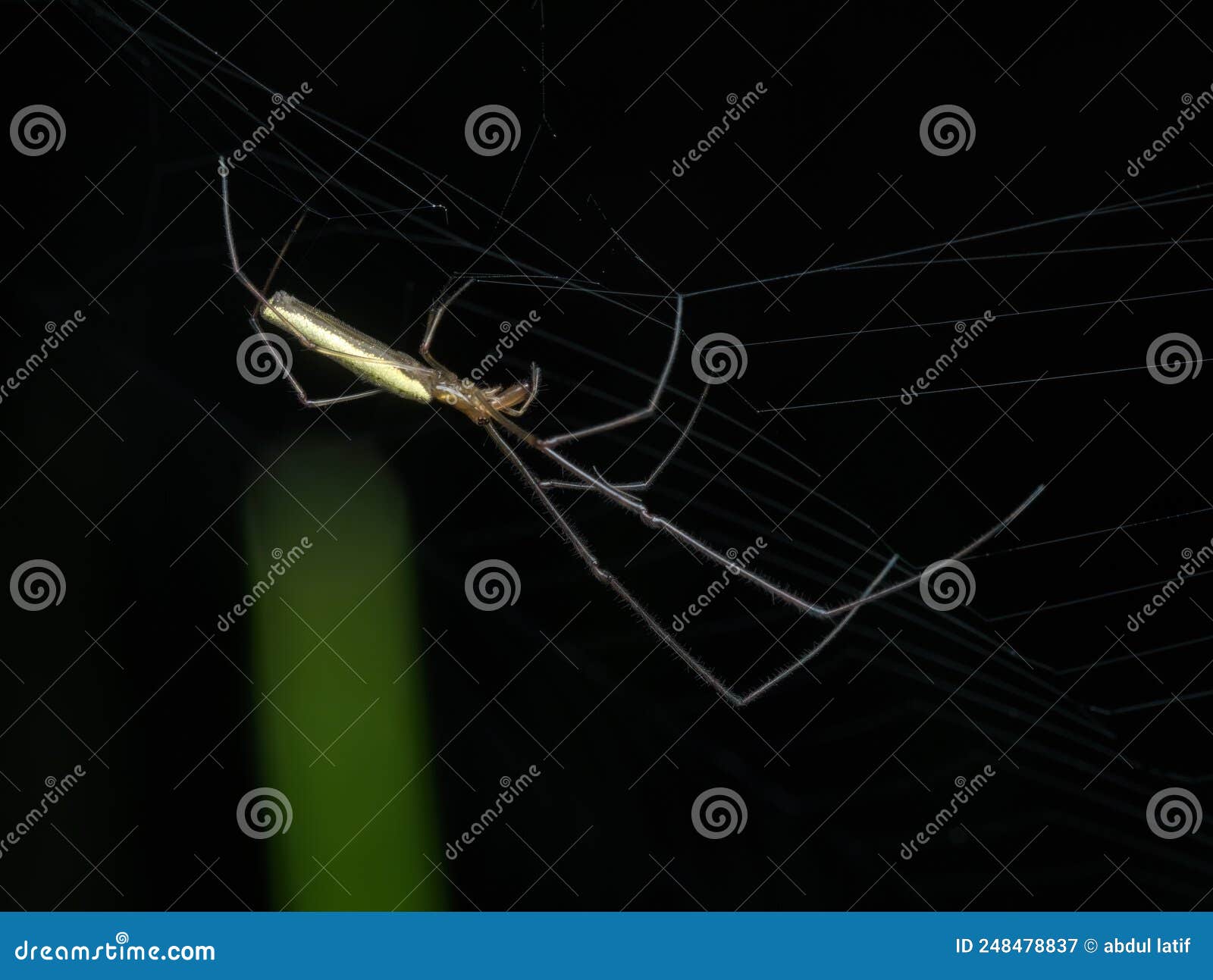 Long Jawed Orb Weaver Spider on the Web Stock Image - Image of spider ...