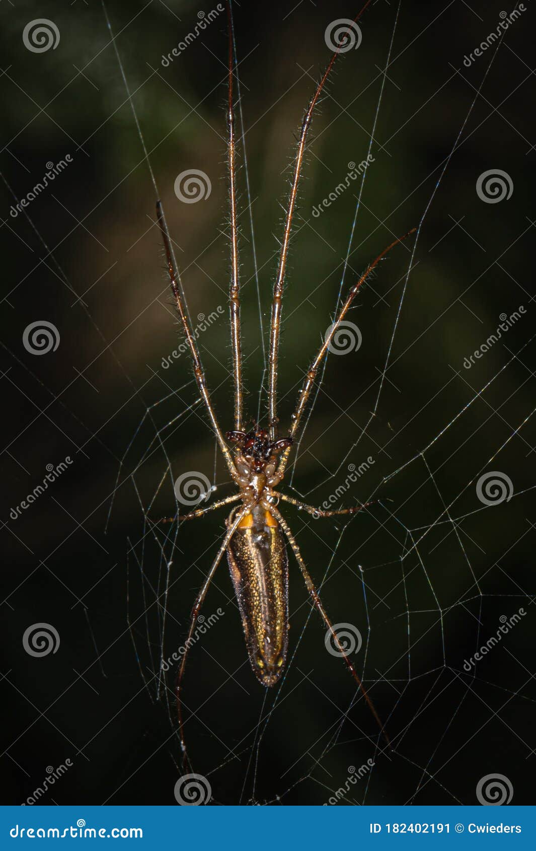 A Long-jawed Orbweaver Spider on Its Web Against a Dark Background ...
