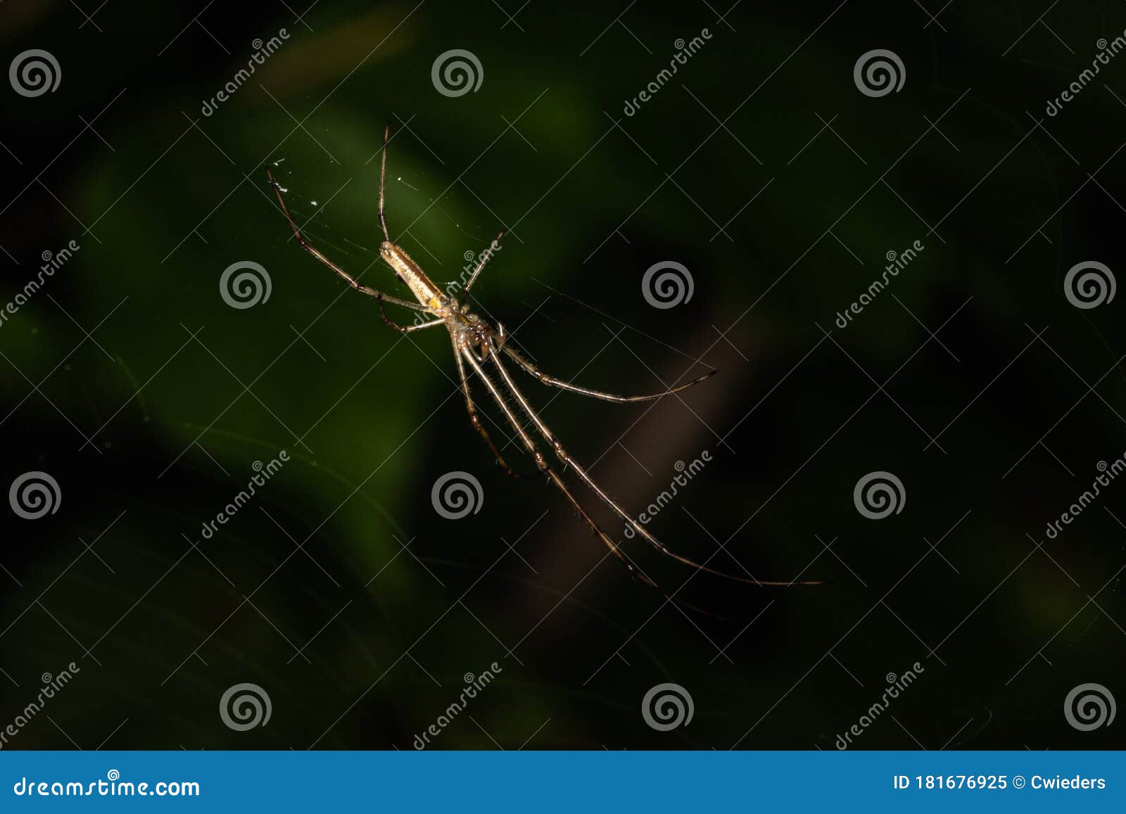 A Long-jawed Orbweaver Spider on Its Web in a Pennsylvania Meadow Stock ...