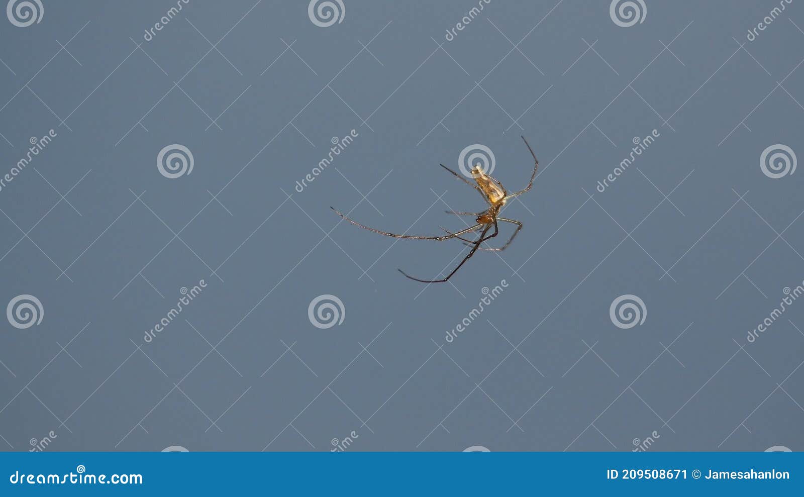 Long-jawed Orbweb Spider Tetragnatha Sp Stock Image - Image of ecology ...