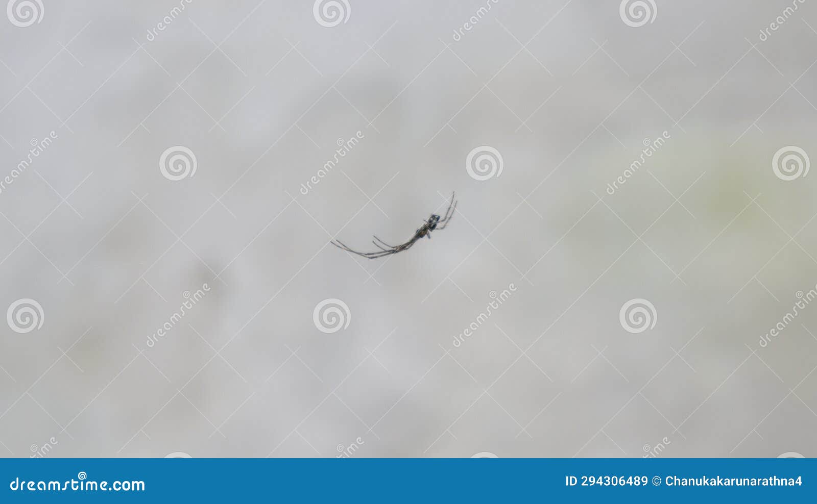 A Long Jawed Spider Sits on Its Net, with in the Background a White ...