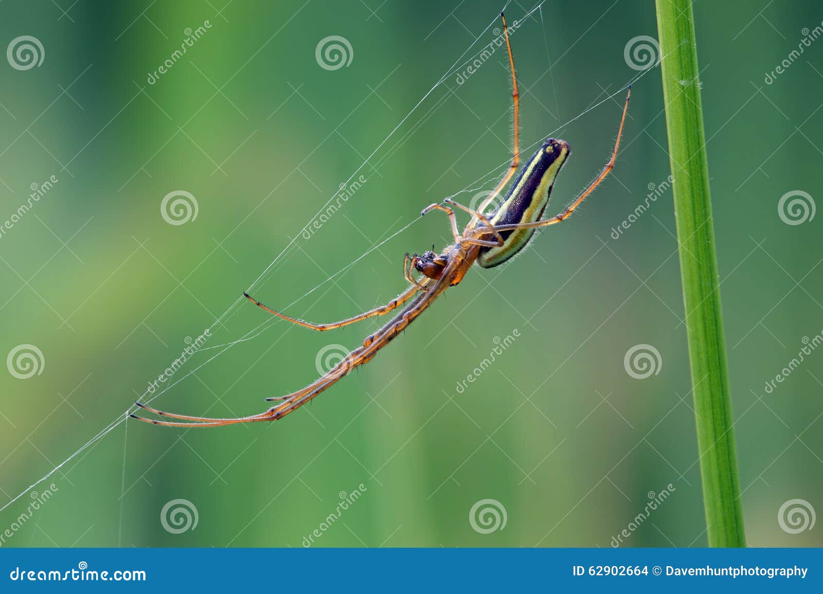 Elongated Spider With Horns In Abdomen On The Web, Micrathena Gracilis ...