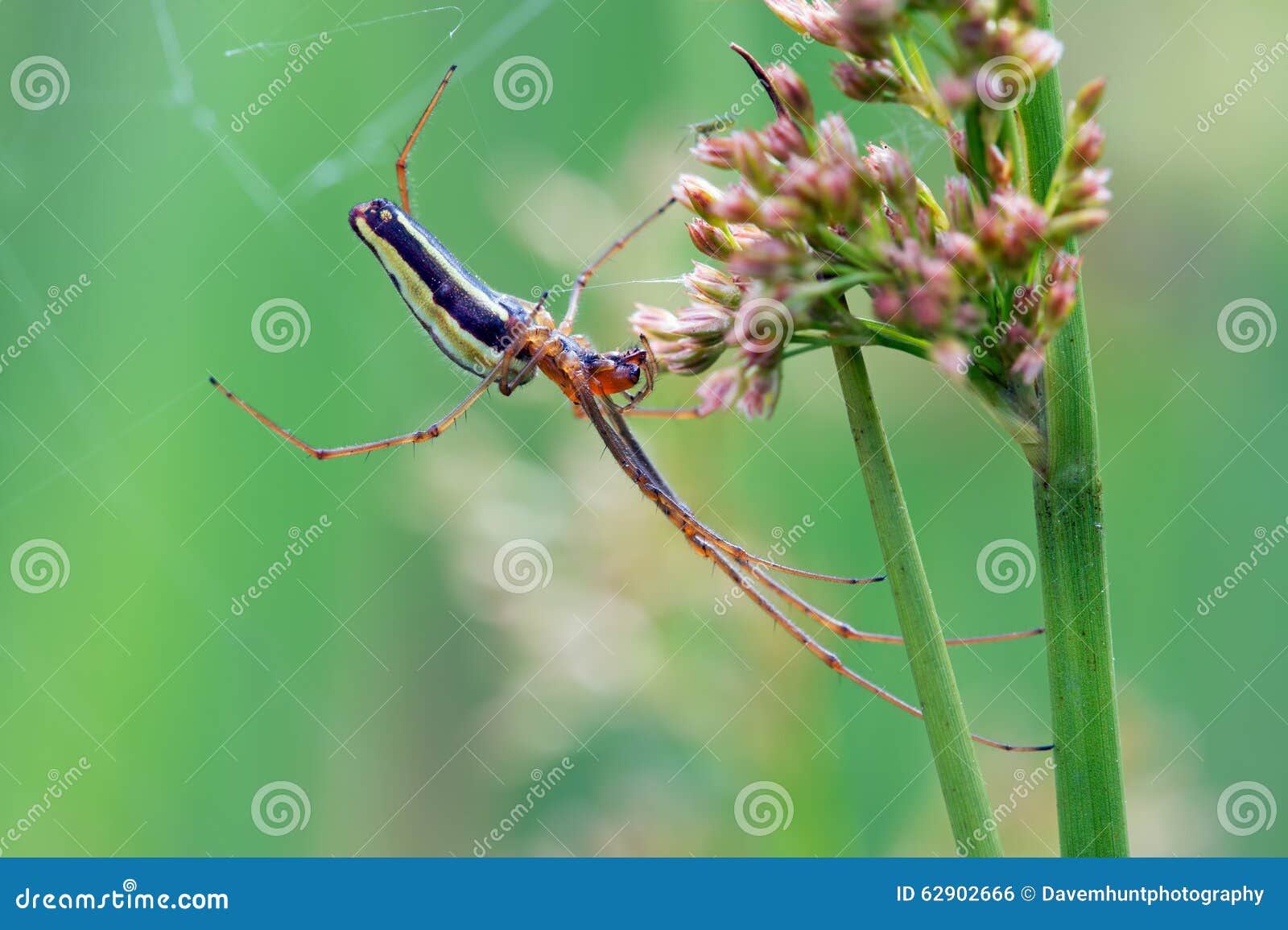 Long Jawed Spider (Tetragnatha Extensa) Stock Photo - Image of ...