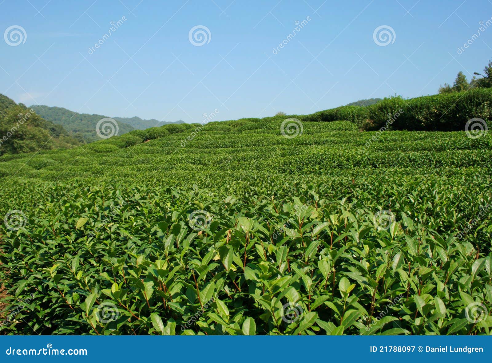 Long Jing Tea Valley stock image. Image of leaf, light - 21788097