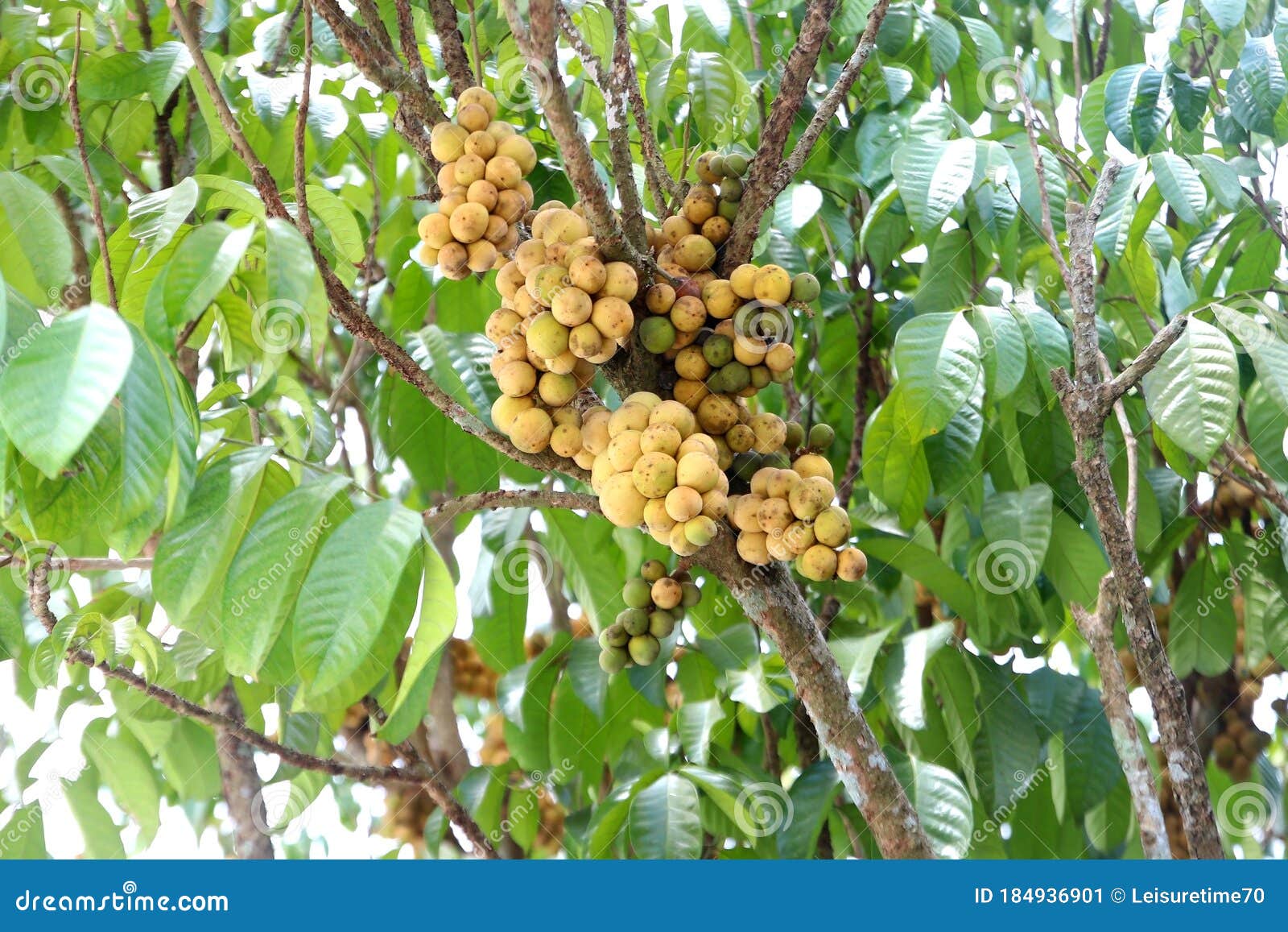 Long Kong on Tree in Organic Farm Stock Image - Image of fruit, farm ...