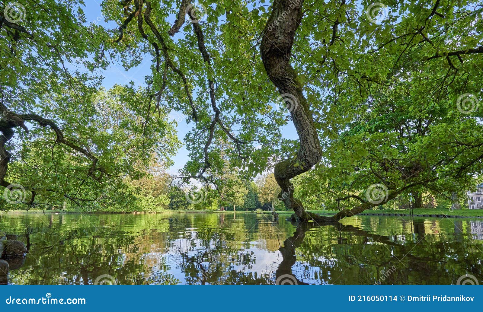 A Long and Large Tree Branch Hangs Over the Pond and is Reflected in ...