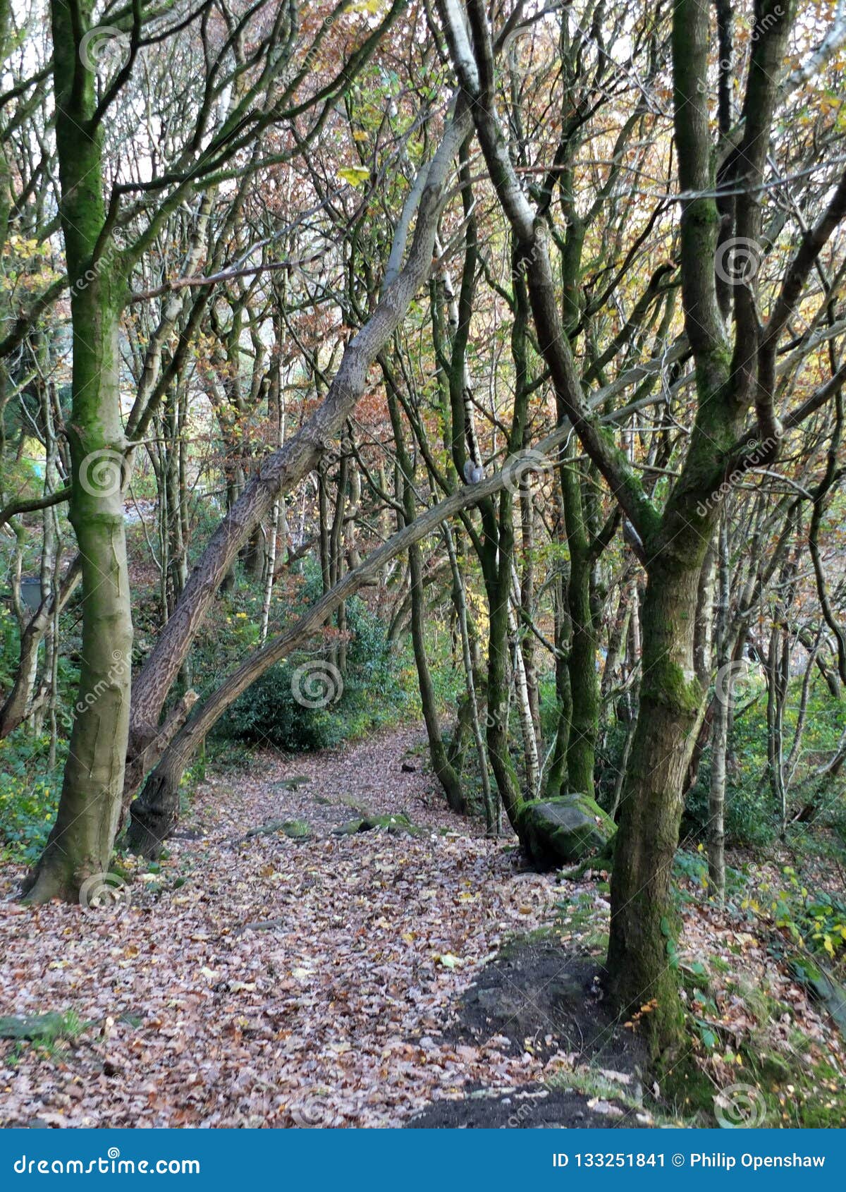 Long Leaf Covered Pathway Though Dark Autumn Forest with Dense Trees ...