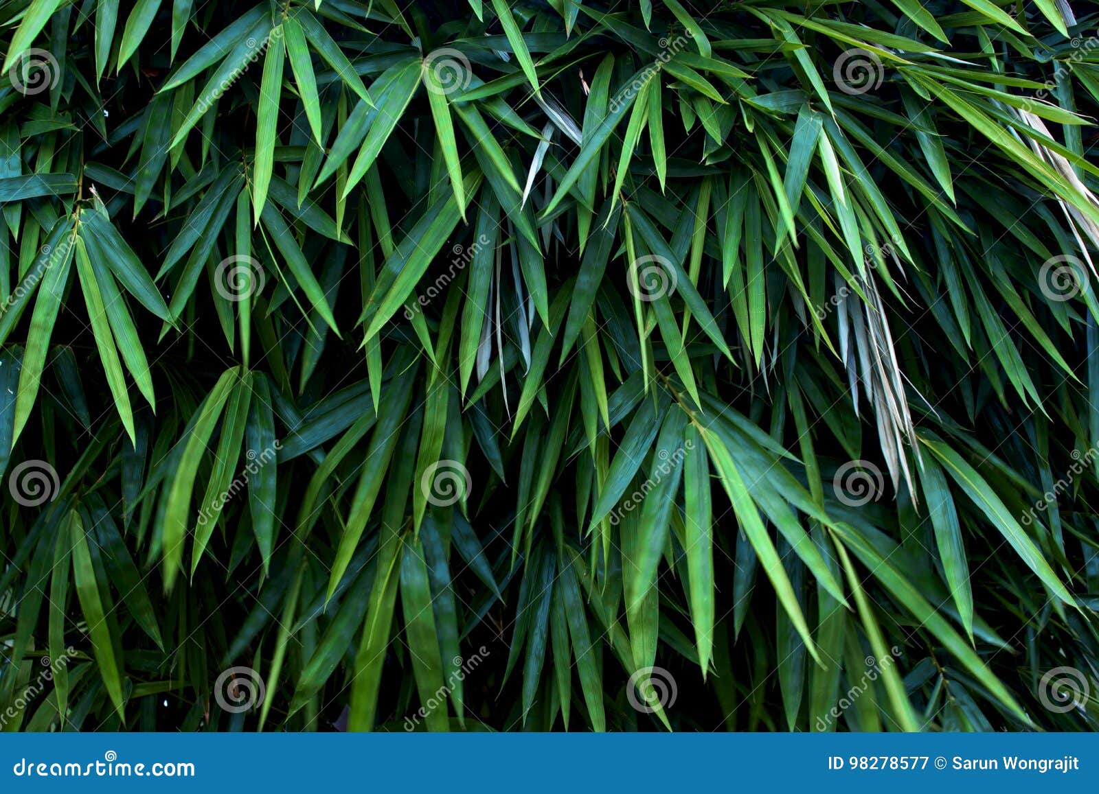 Long leaf in garden stock image. Image of trees, leaf - 98278577