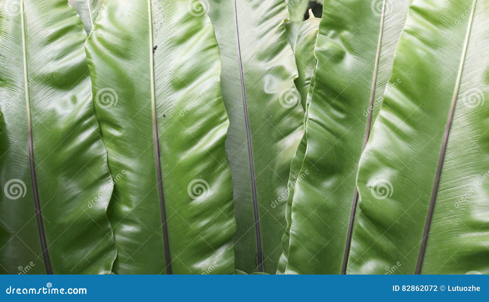 Long Leaf Green Plant Background Stock Photo - Image of beautiful ...