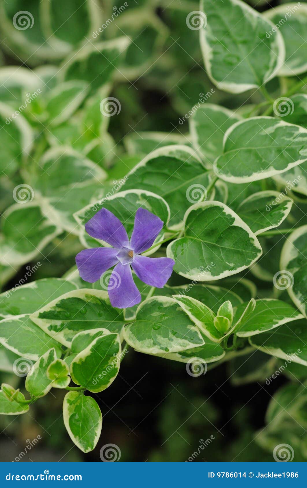 Long Leaf Pine Tree Pinus Palustris Used Pollen Pods Stock Photo ...