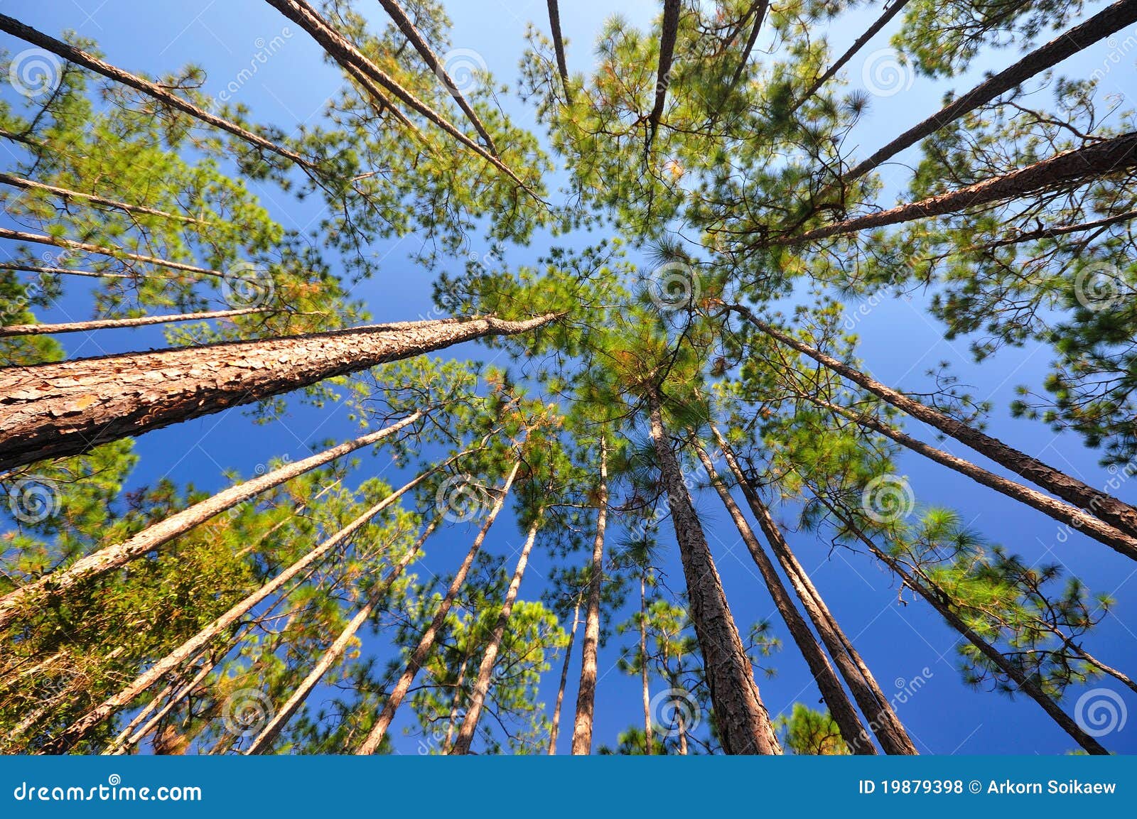 Long Leaf Pine Tree Pinus Palustris Used Pollen Pods Stock Photo ...