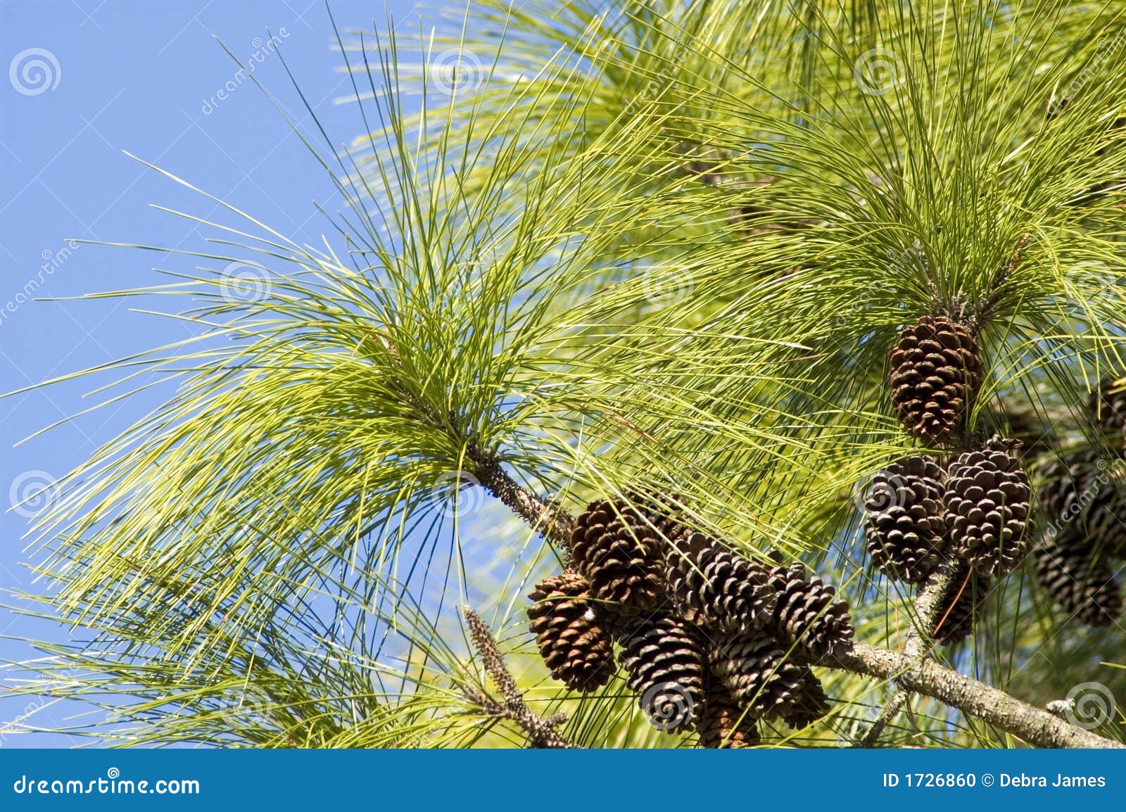 Long Leaf Pine Tree Pinus Palustris Used Pollen Pods Stock Photo ...