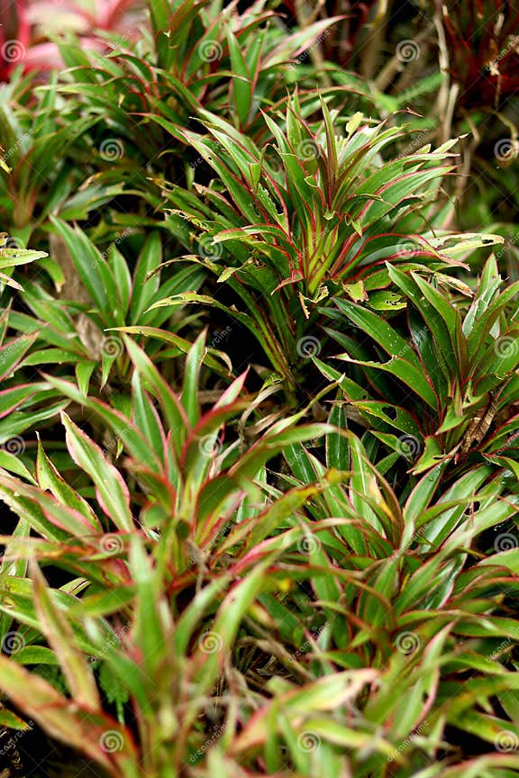 Long leaf plant in garden stock image. Image of landscaping - 234010371