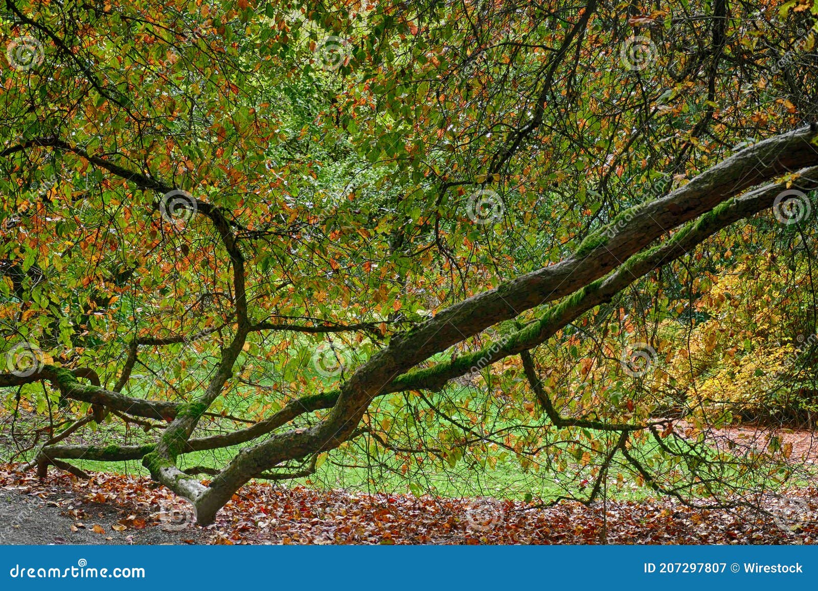 Leafy Tree Branches in the Forest Stock Image - Image of wallpaper ...