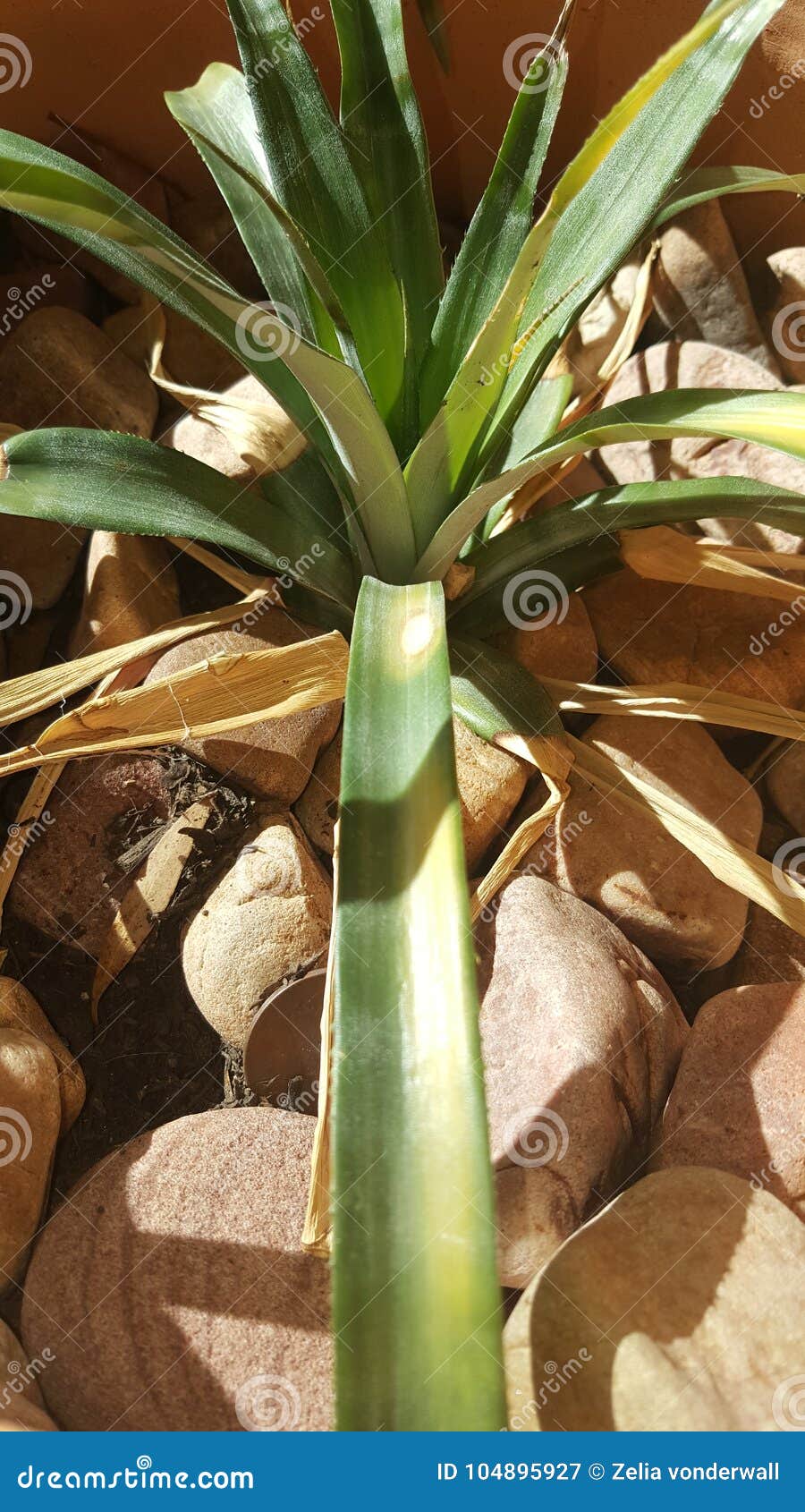 Long leave plant stock image. Image of rocks, leaf, beautiful - 104895927
