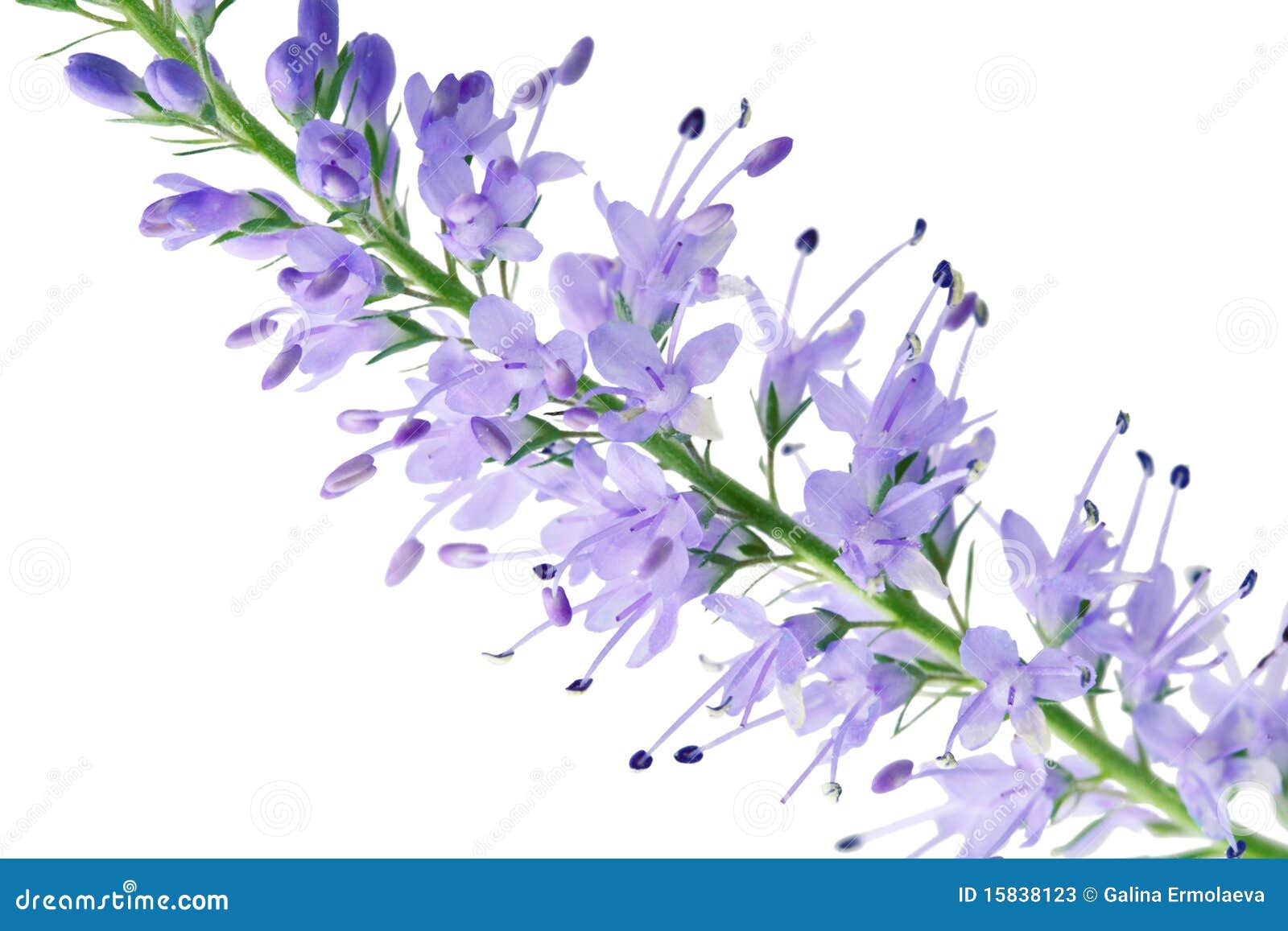 Long-leaved Speedwell ( Veronica Longifolia) Stock Image ...