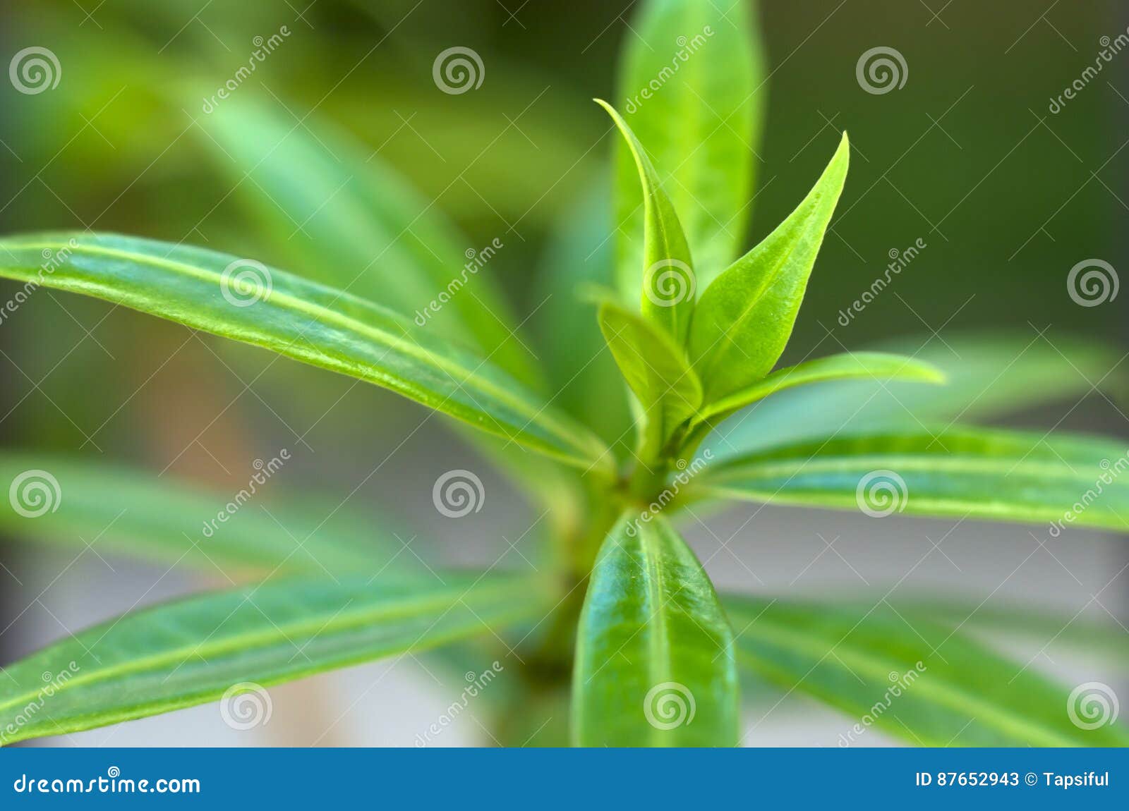 Long leaves of plant stock image. Image of texture, plant - 87652943