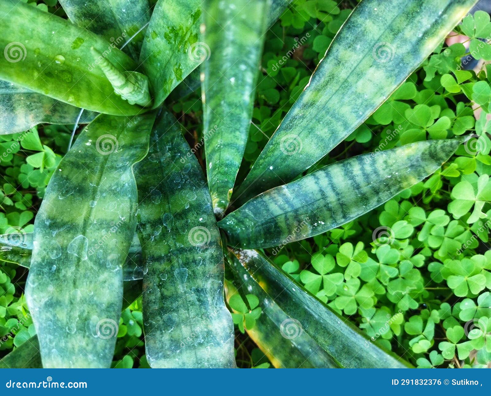 Long Leaves with Unique Texture, Beautiful Green Leaves, Background ...