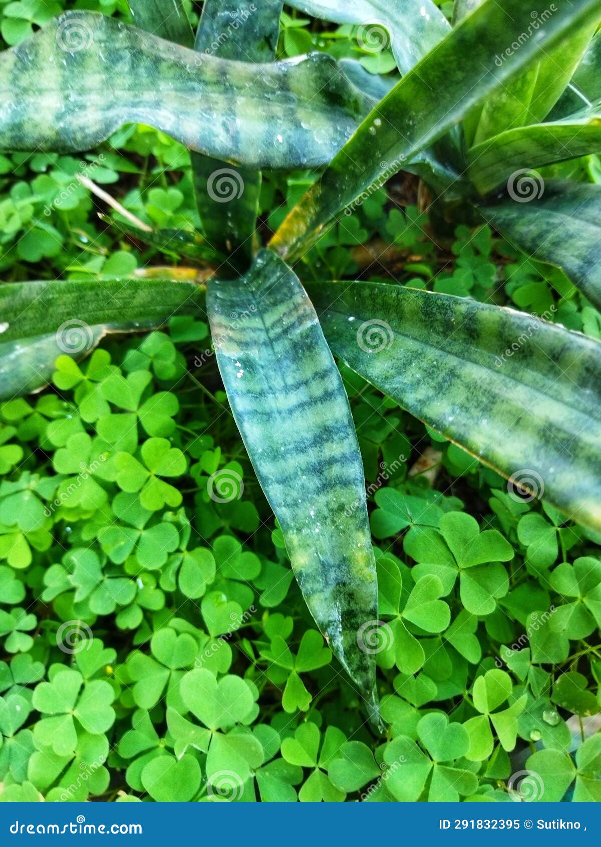 Long Leaves with Unique Texture, Beautiful Green Leaves, Background ...