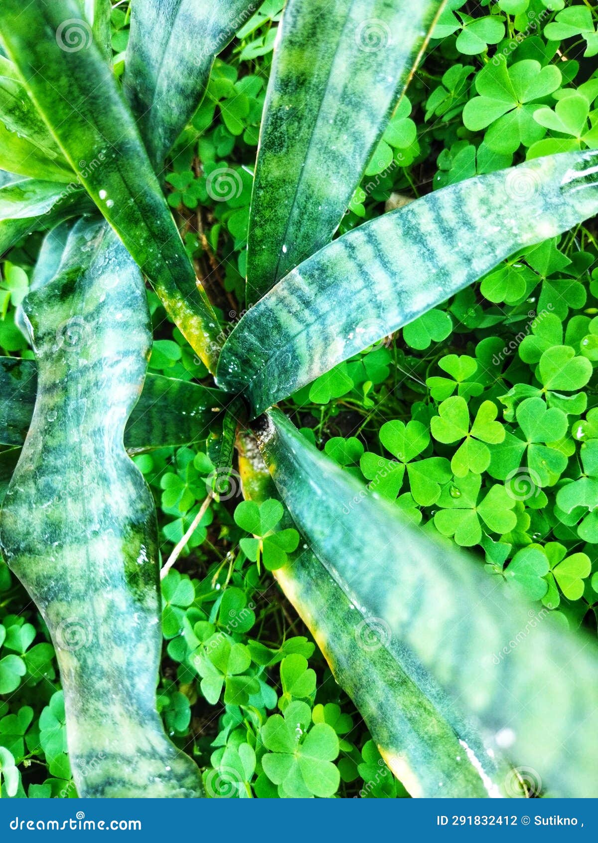 Long Leaves with Unique Texture, Beautiful Green Leaves, Background ...