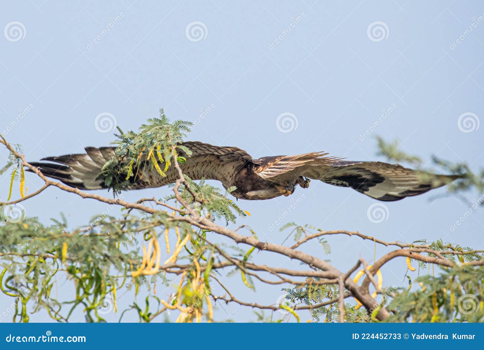 Long Leg Buzzard in Full Span Stock Image - Image of sunny, cute: 224452733