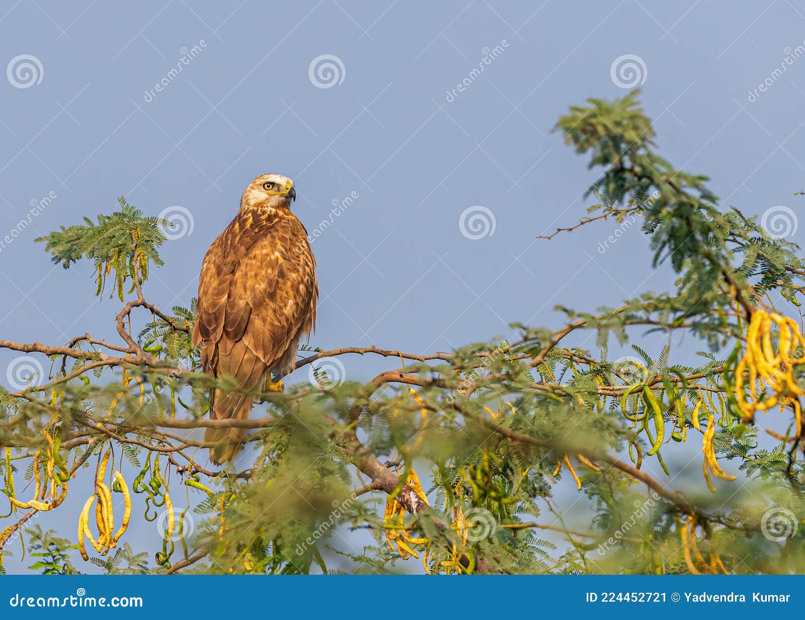 Long Leg Buzzard Resting on a Tree Stock Image - Image of flight, beak ...