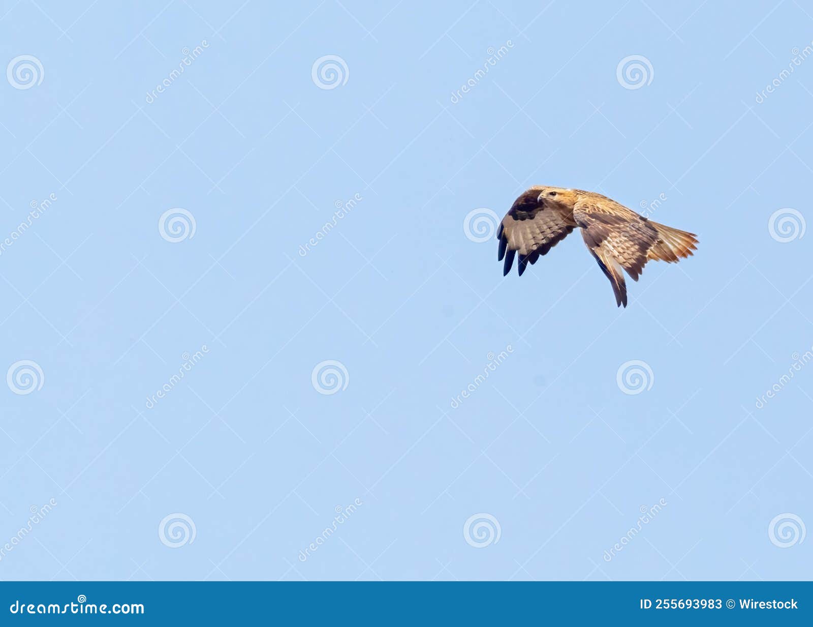 A Long Leg Buzzard Showing Feathers Stock Image - Image of wildlife ...